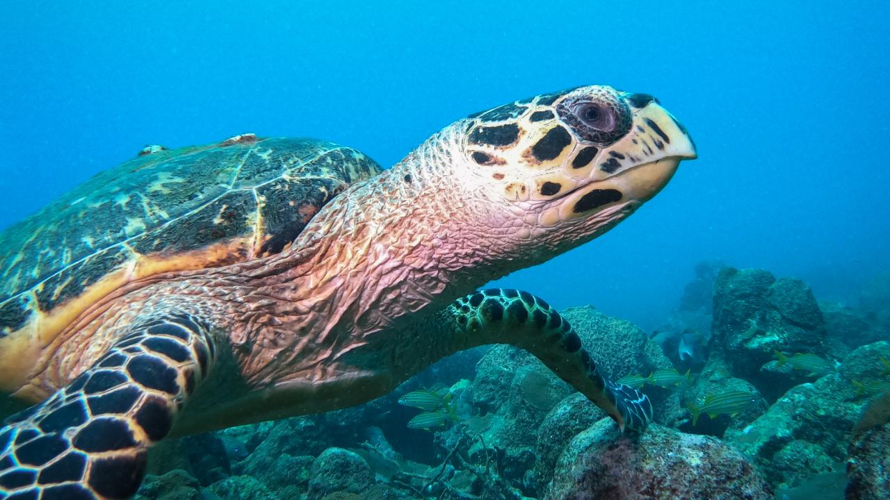 Experience Turtle Watching with SOS Tobago | Tobago